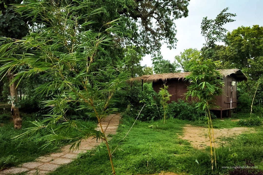 Our stay at Pench Tiger Home - a little extra than ordinary - Jungle ...