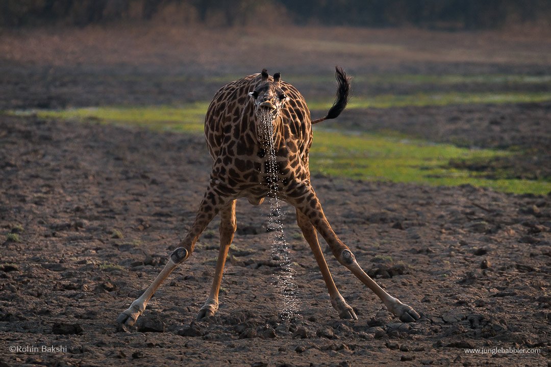Cursed Images Of Giraffes 🦒 ZEN TIERE GIRAFFE KEINE STÜTZEN・
