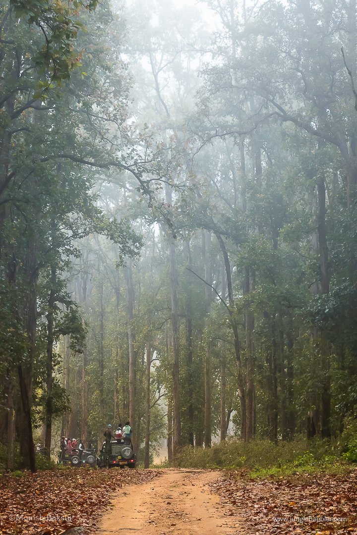 Our first tiger in the wild - An experience that still gives us ...
