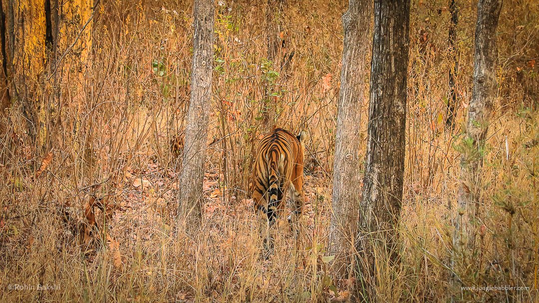 Our first tiger in the wild - An experience that still gives us ...