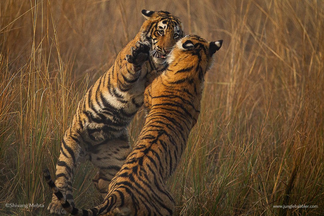 How to tackle "Tiger Boredom" on a hot summer afternoon - Jungle Babbler